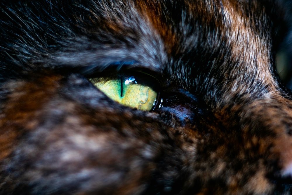 Kočka přivírá jedno oko: možné příčiny a řešení | Granulebardog.cz